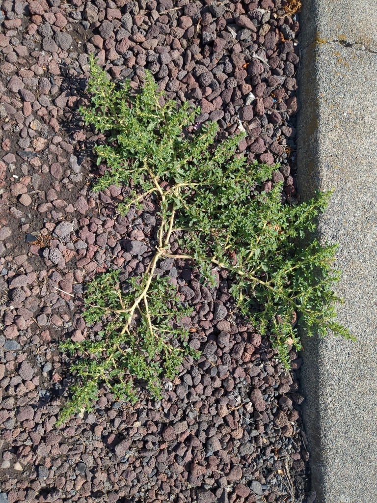 prostrate pigweed from Pullman, WA 99163, USA on August 21, 2024 at 03: ...