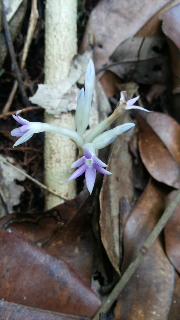 Campylosiphon purpurascens from Mitú, Vaupes, Colombia on September 29 ...