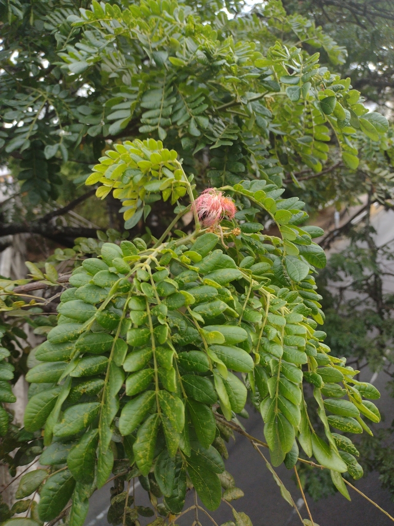 Monkey pod tree from Santiago de Cali, CO-VC, CO on August 21, 2024 at ...