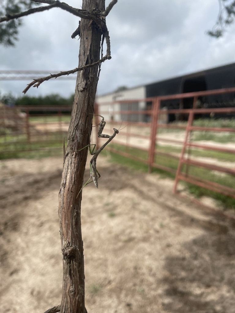 Carolina Mantis from Boulton Creek Rd, Muldoon, TX, US on July 14, 2024 ...