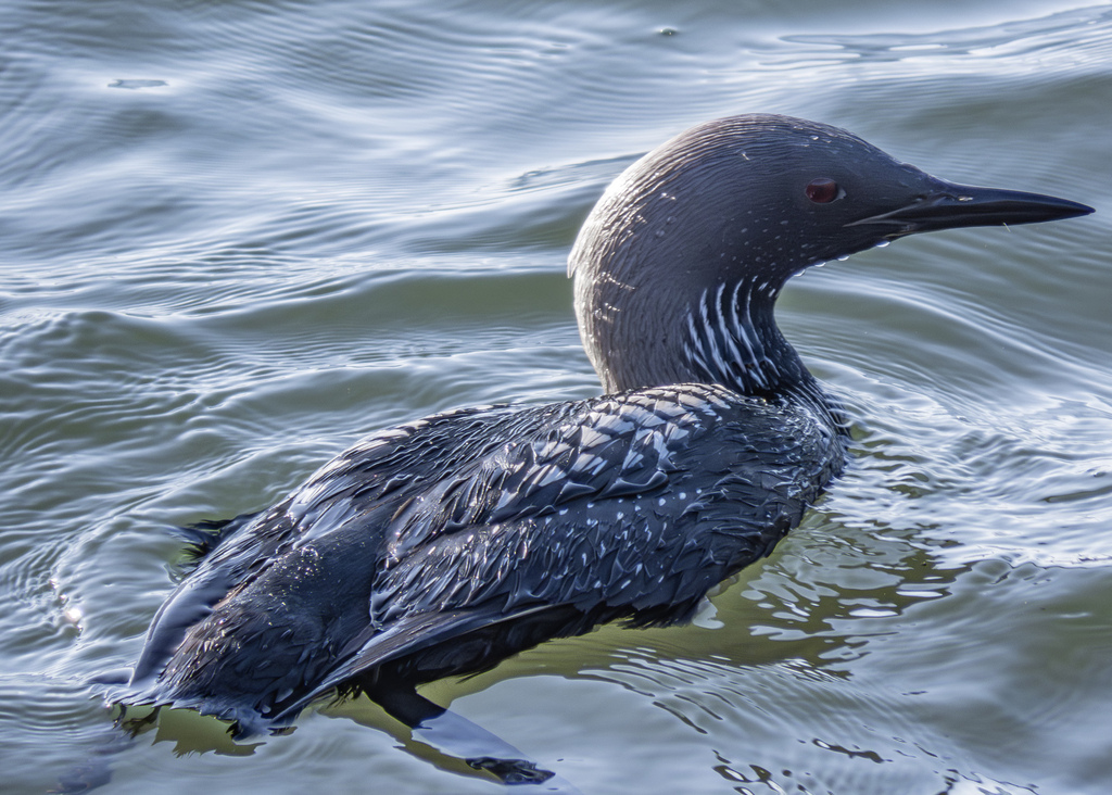 Pacific Loon from Winchester Bay, OR 97467, USA on August 5, 2024 at 05 ...