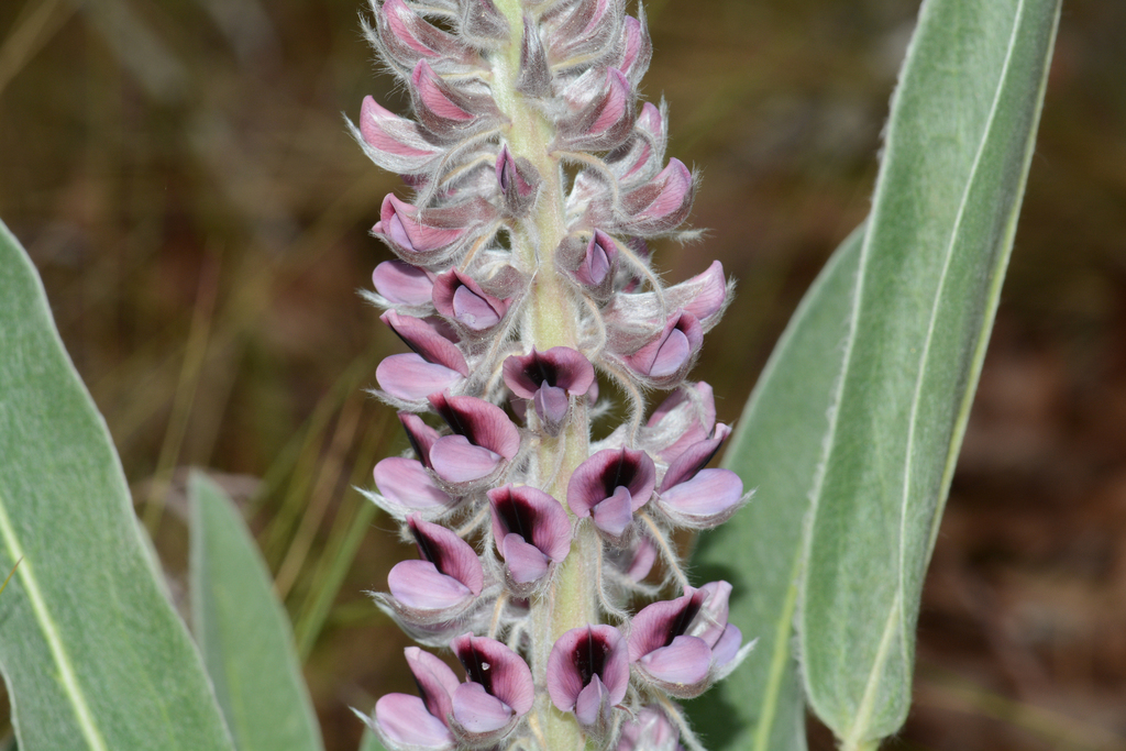 Lady Lupine from USA Florida, Clay Co., Jennings SF on March 22, 2014 ...