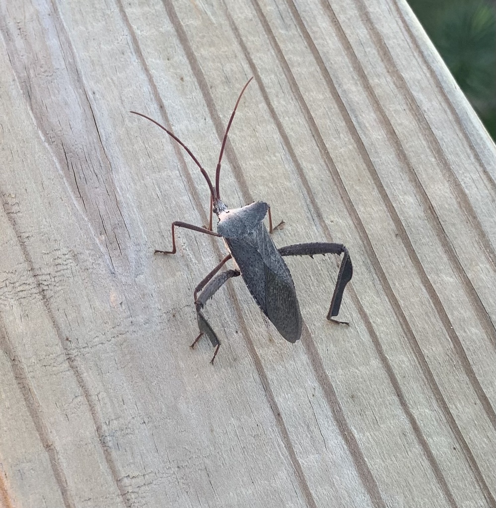 Giant leaf-footed bug from Carolina Beach Ave S, Carolina Beach, NC, US ...