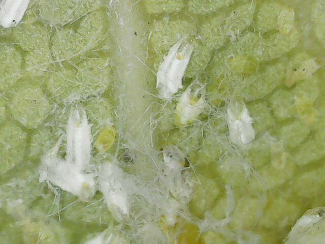 Armored Scale Insects on August 21, 2024 at 08:17 AM by 余世文 · iNaturalist