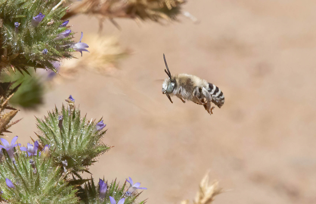 Urbane Digger Bee from Santa Clara County, CA, USA on August 20, 2024 ...