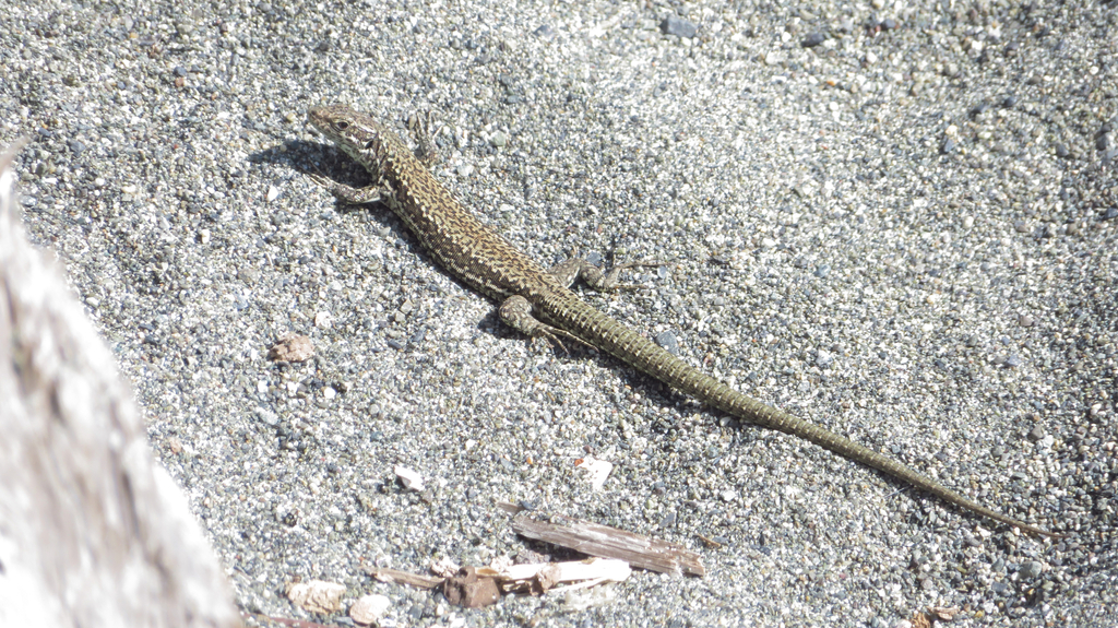 Common Wall Lizard from Colwood, BC, Canada on August 17, 2024 at 10:45 ...