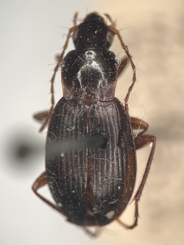(Calathus aztec)