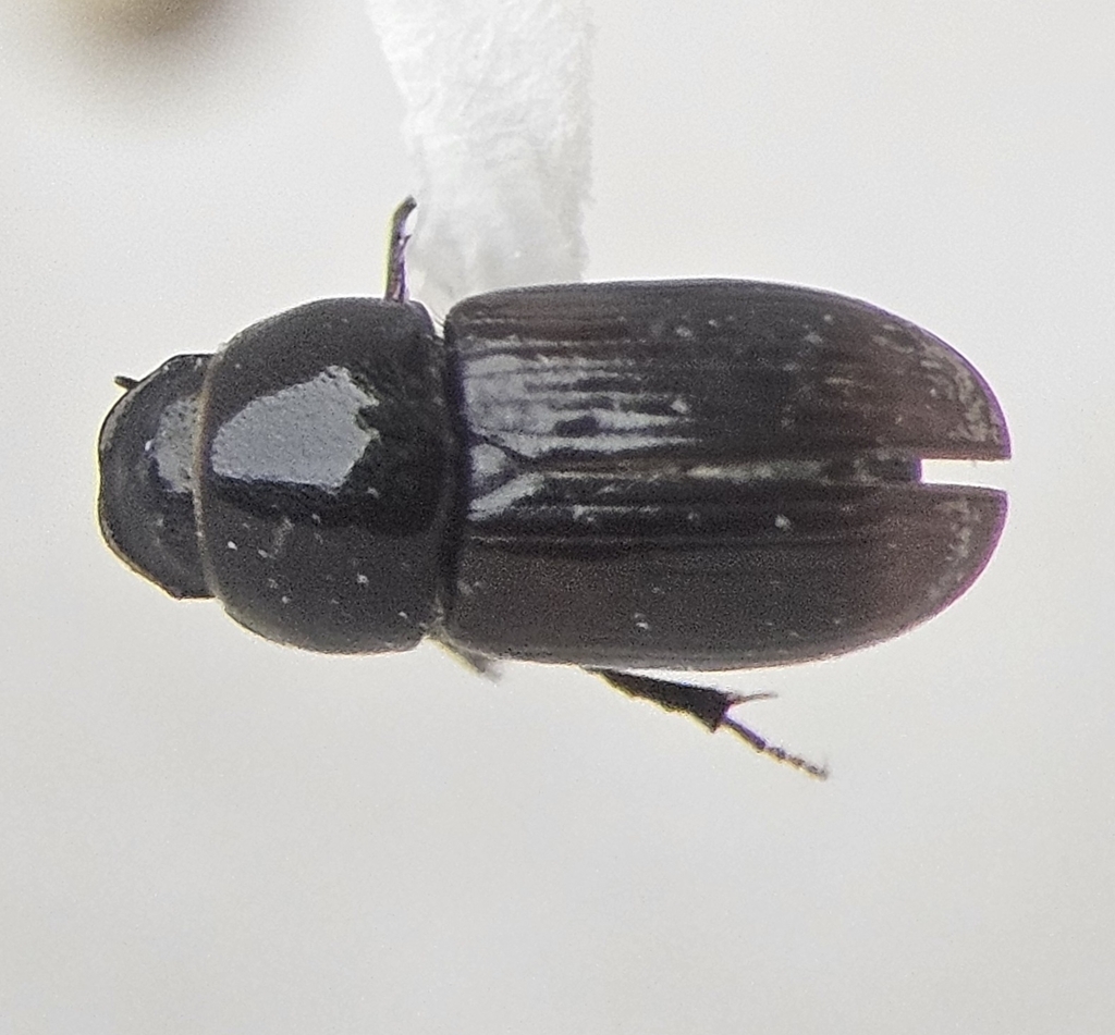 Mouse Dung Beetle from Burstall, SK S0N 0H0, Canada on June 15, 2024 at ...