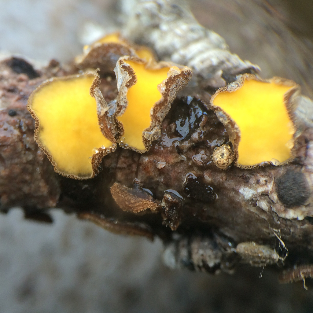 Lachnellula arida (Cup Fungi (Helotiales) of the Pacific Northwest ...