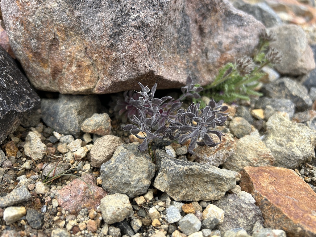 golden alpine draba in August 2024 by Erik Ertsgaard · iNaturalist
