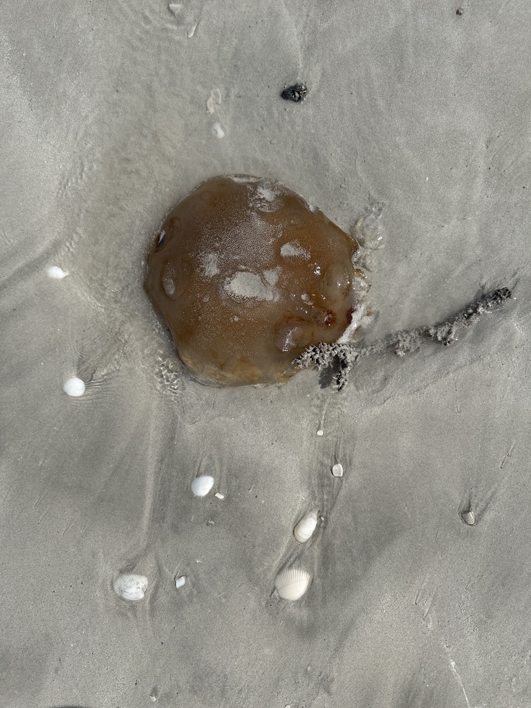 Sea Tomato from 80 Mile Beach Rd, Eighty Mile Beach, WA, AU on August ...