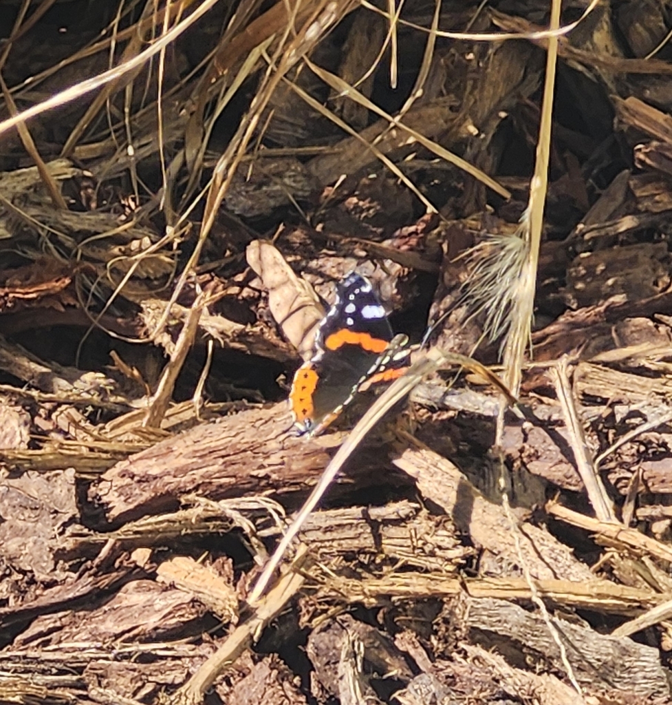 American Red Admiral from Excelsior, San Francisco, CA, USA on August ...