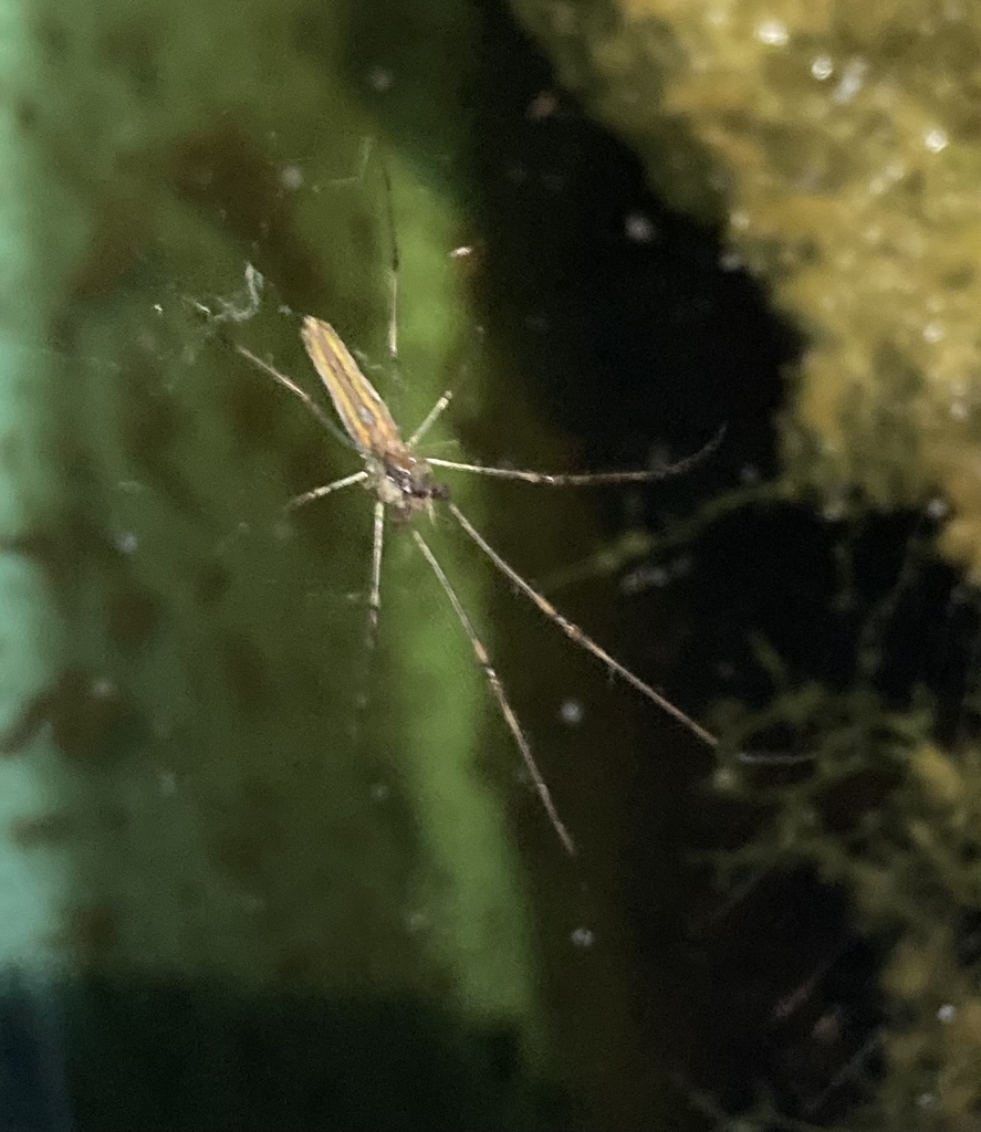 Elongate Stilt Spider from Kevin Dr, Murray, KY, US on August 21, 2024 ...