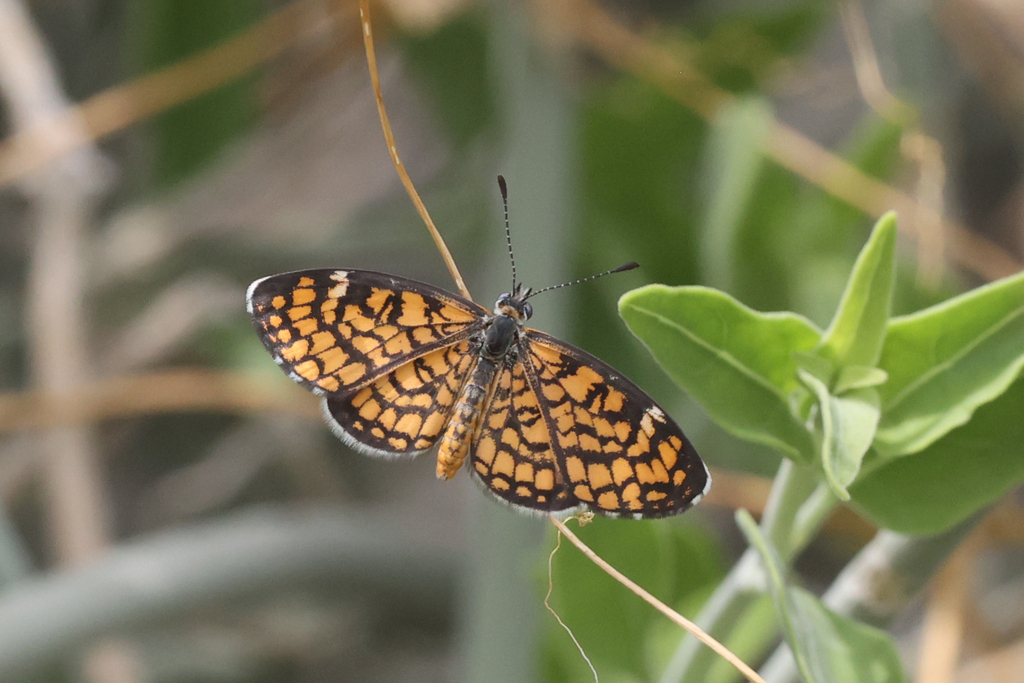Tiny Checkerspot from Riverside County, CA, USA on August 11, 2024 at ...