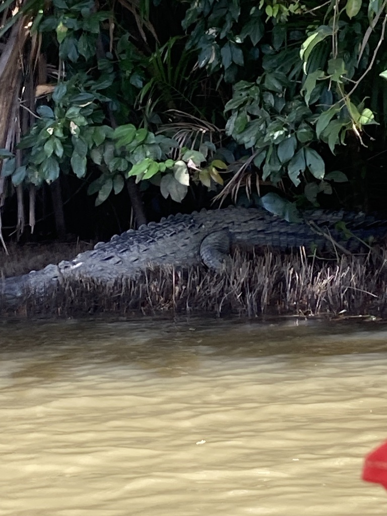 American Crocodile in August 2024 by liamlock · iNaturalist
