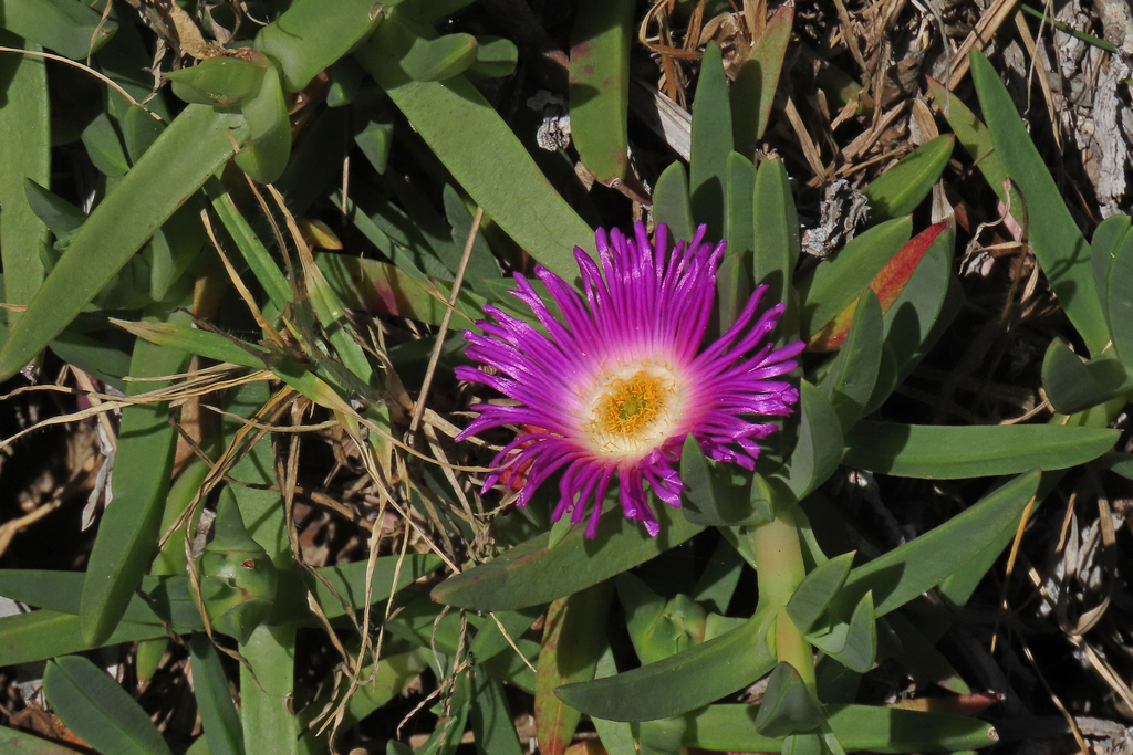 Angular Sea-fig from Central Tilba NSW 2546, Australia on November 18 ...