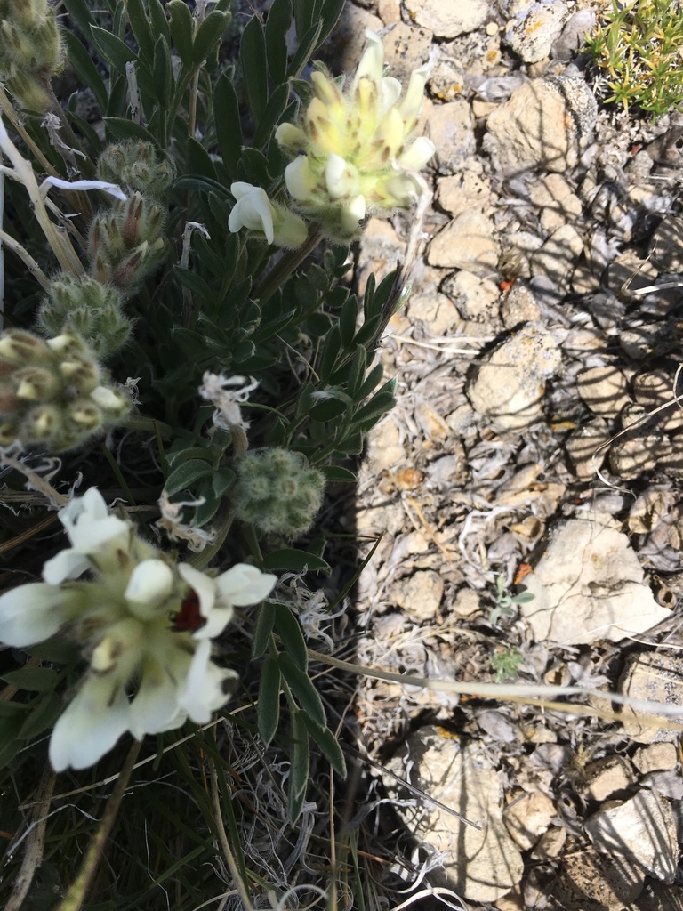 Locoweed from Sweetwater County, US-WY, US on June 15, 2019 at 12:48 PM ...