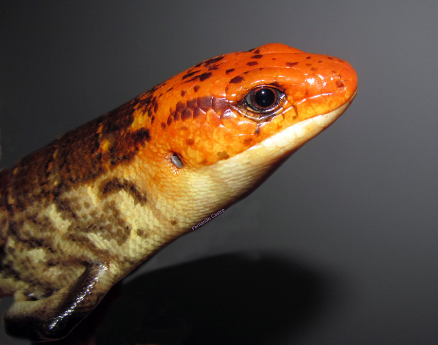 Diploglossus monotropis (Reptiles of Costa Rica's Southern Caribbean ...