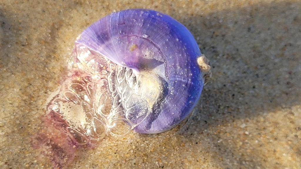 Violet Sea Snail from Australia on August 21, 2024 at 04:30 PM by ...
