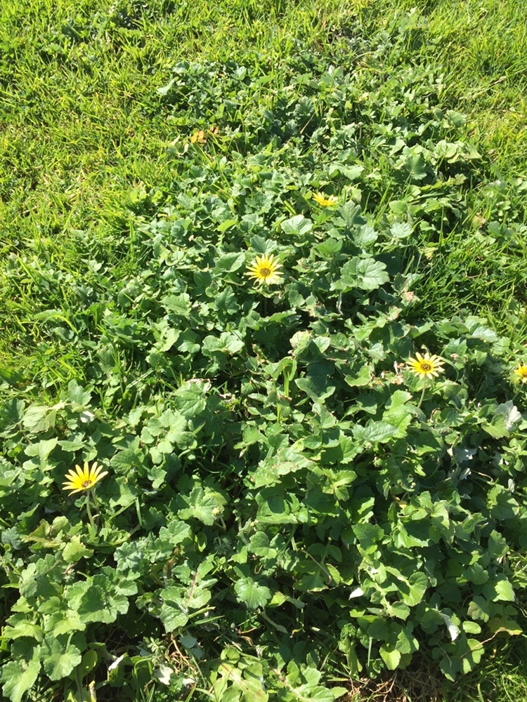Capeweed from Auckland, New Zealand on August 22, 2024 at 01:56 PM by ...