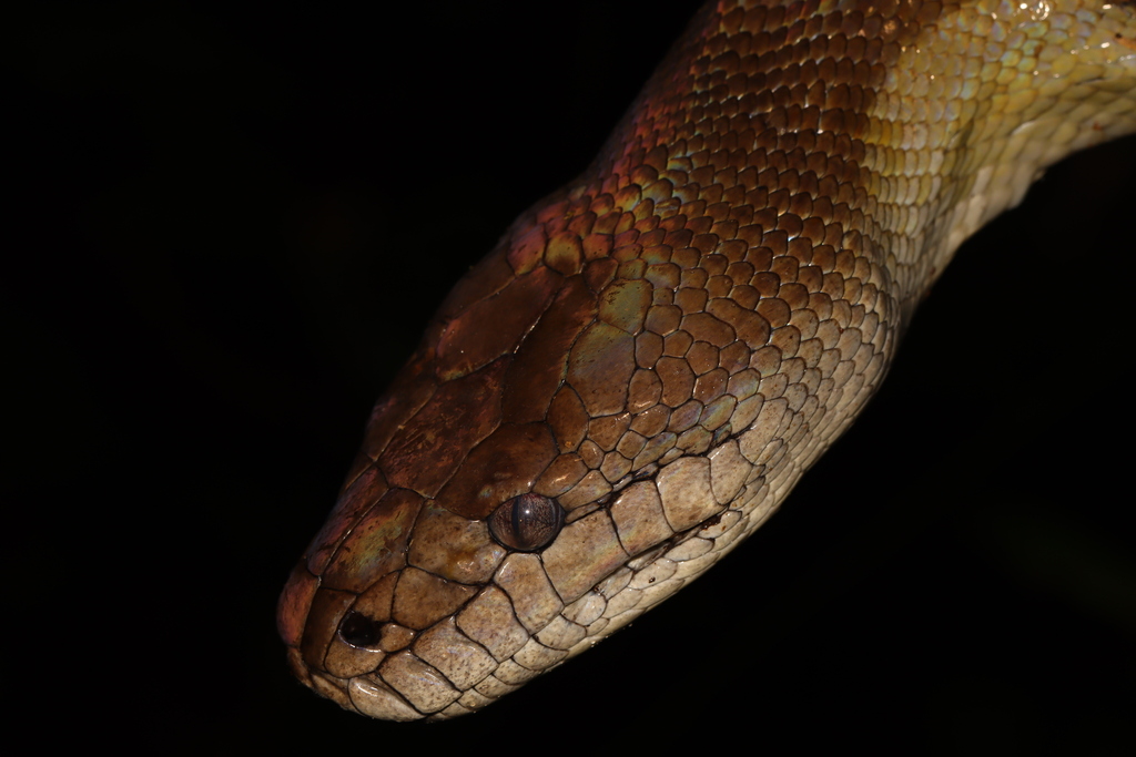 Irian Python from South Sorong Regency, West Papua, Indonesia on ...
