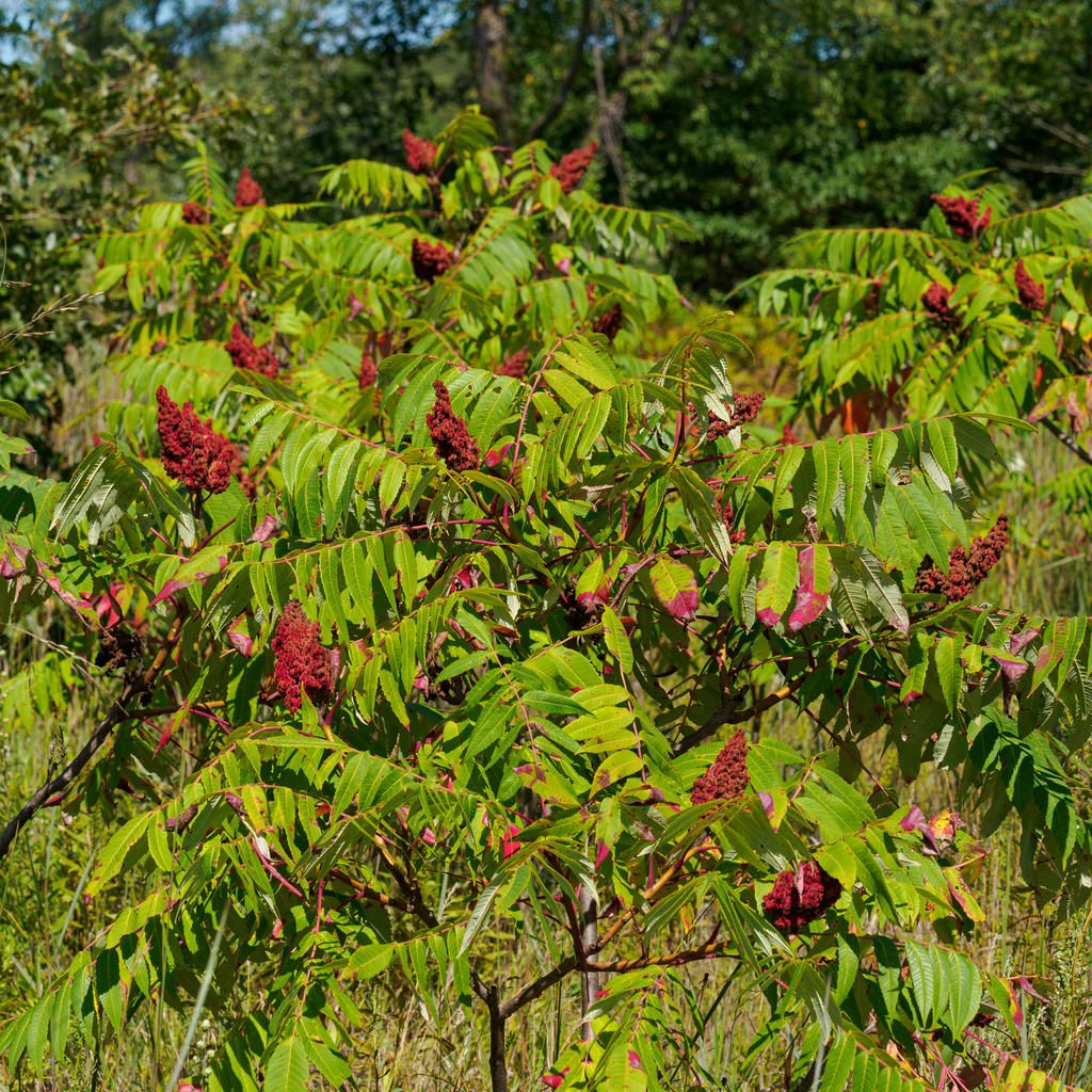 Northern Sumac from Indiana Dunes National Park, Porter, IN 46304, USA ...