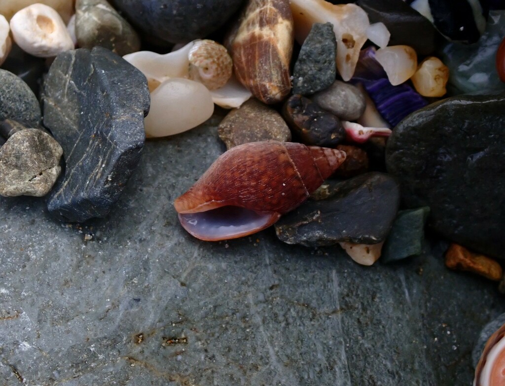 Tortoise Dove Shell from Sandy Beach NSW 2456, Australia on August 22 ...