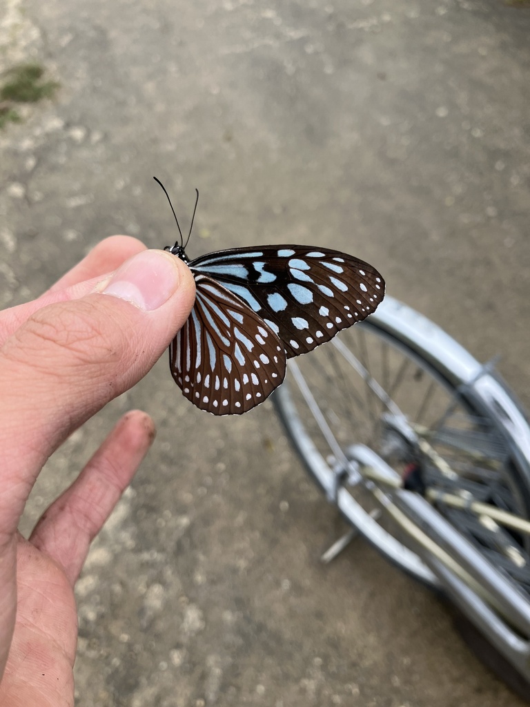 Ceylon Blue Glassy Tiger in March 2023 by tako_ant · iNaturalist