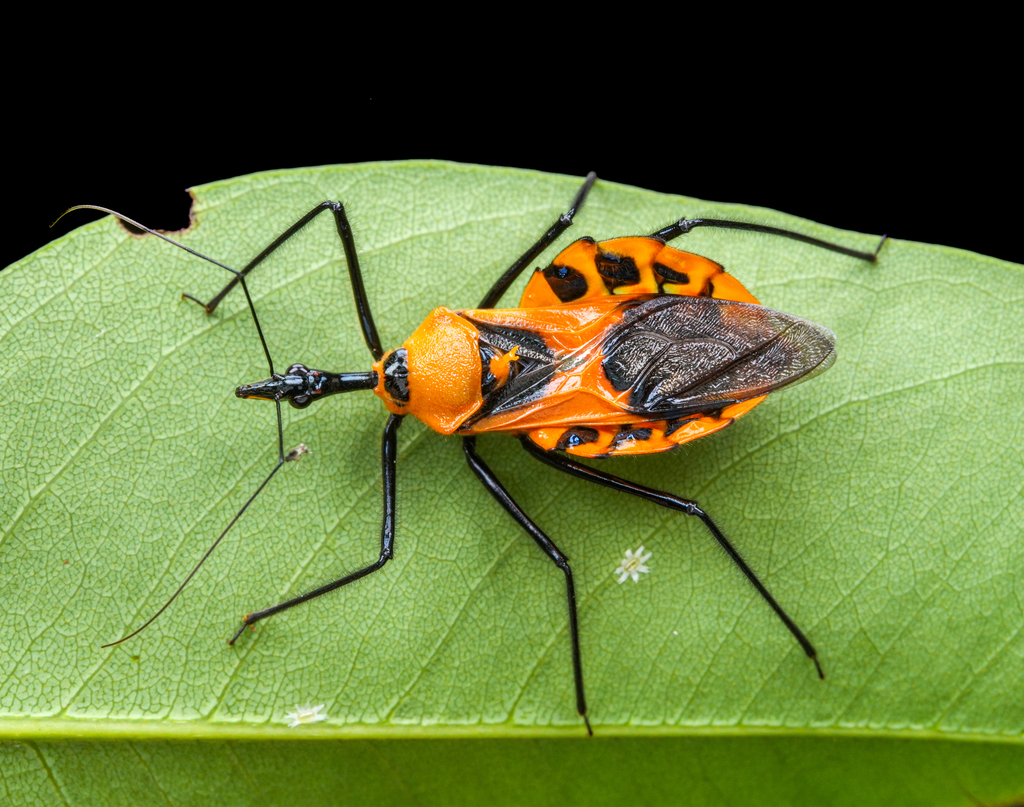 Sycanus croceus from 中国广西壮族自治区崇左市龙州县 on May 2, 2024 at 09:00 PM by ...