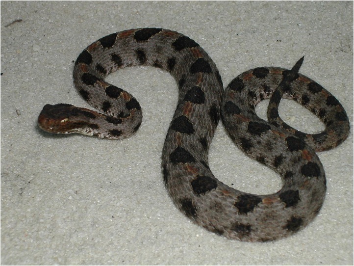 Carolina Pygmy Rattlesnake in June 2003 by Benjamin German, MD ...