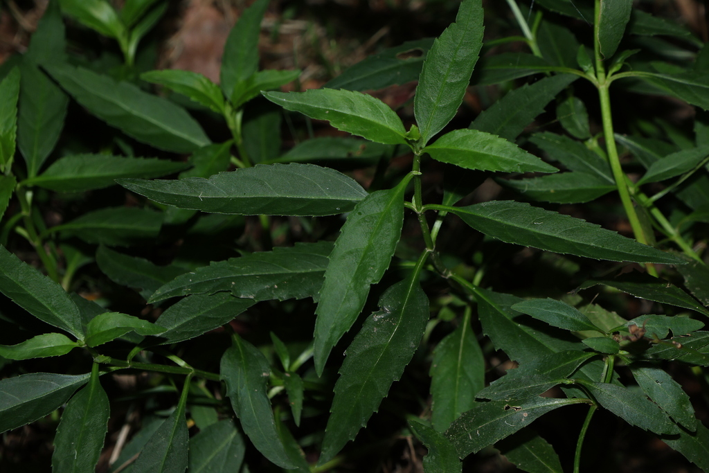 koala bells from Burbank QLD, Australia on August 21, 2024 at 08:06 PM ...