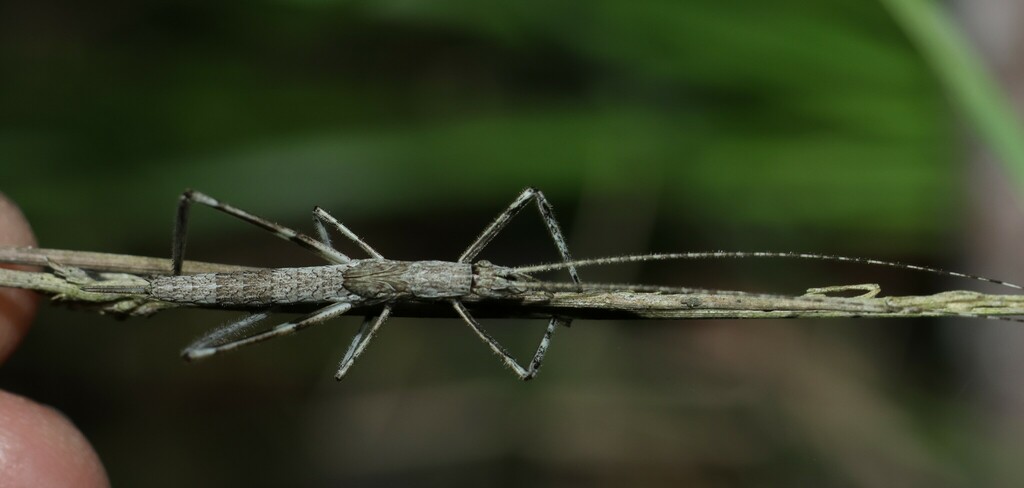 Australian Twig-mimicking Katydid from Burbank QLD, Australia on August ...