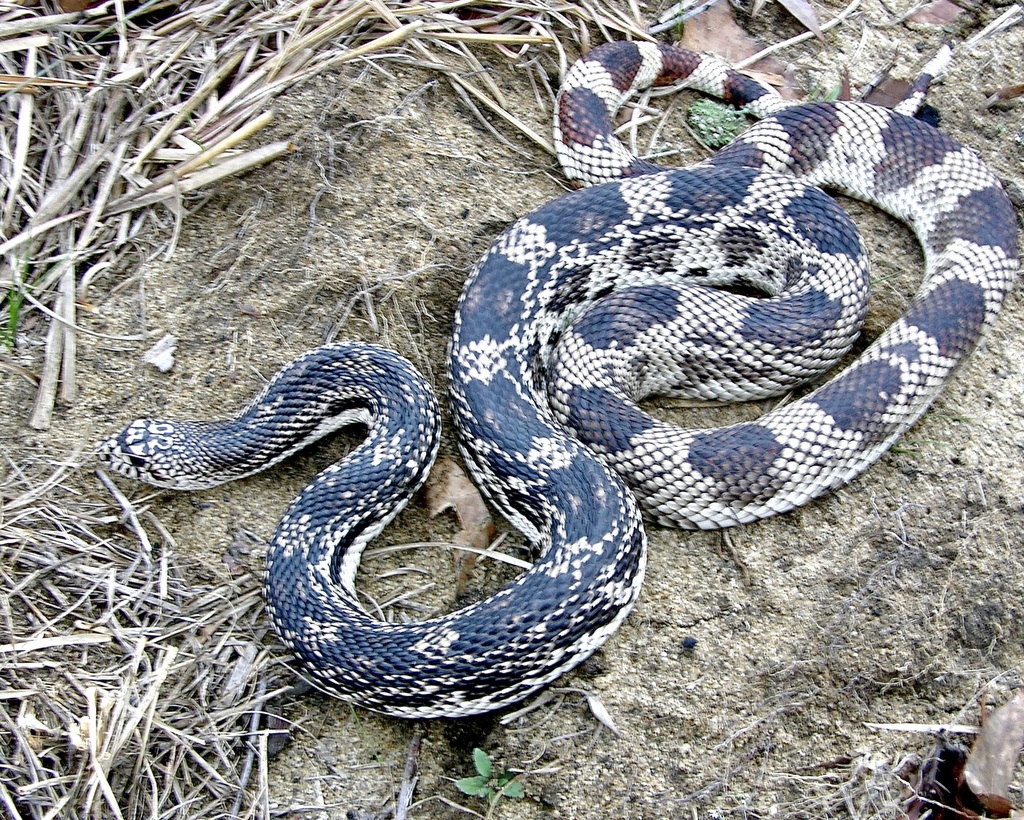 Northern Pine Snake in October 2006 by Benjamin German, MD · iNaturalist