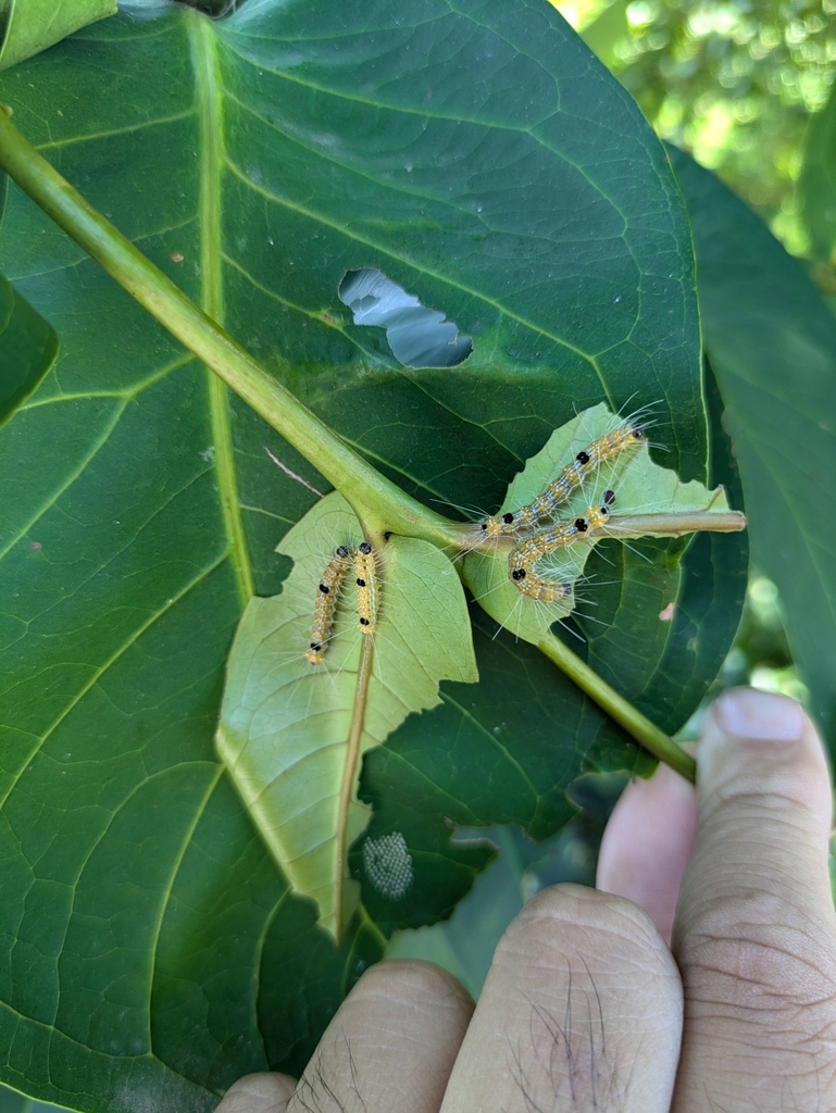 Arna bipunctapex from 252台灣新北市三芝區埔坪里 on August 22, 2024 at 12:44 PM by ...
