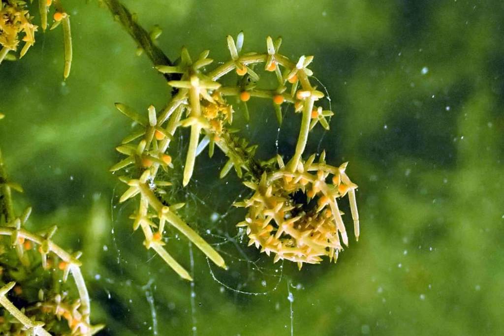 coral stonewort (Chara tomentosa) - Botanical Realm