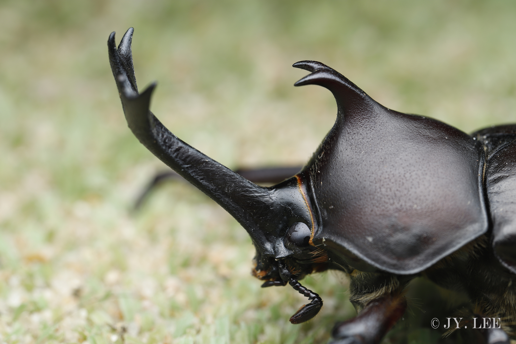 Japanese Rhino Beetle
