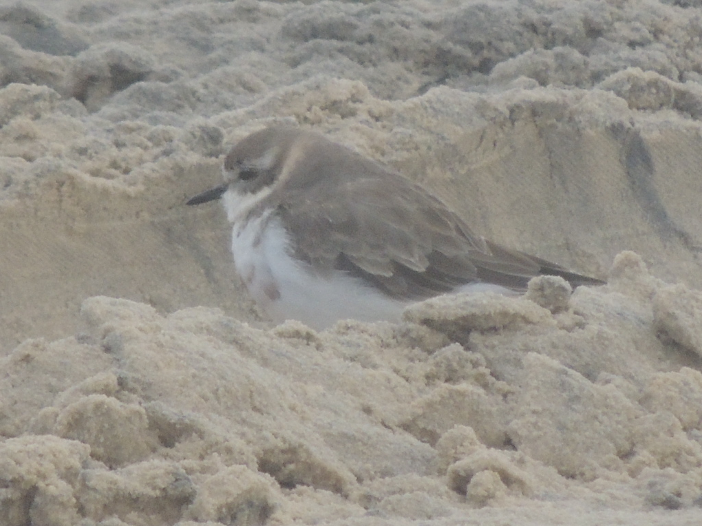 Double-banded Plover from Inskip QLD, Australia on February 23, 2014 at ...