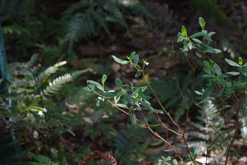 Bootlace Plant from Binna Burra QLD 4211, Australia on August 19, 2024 ...