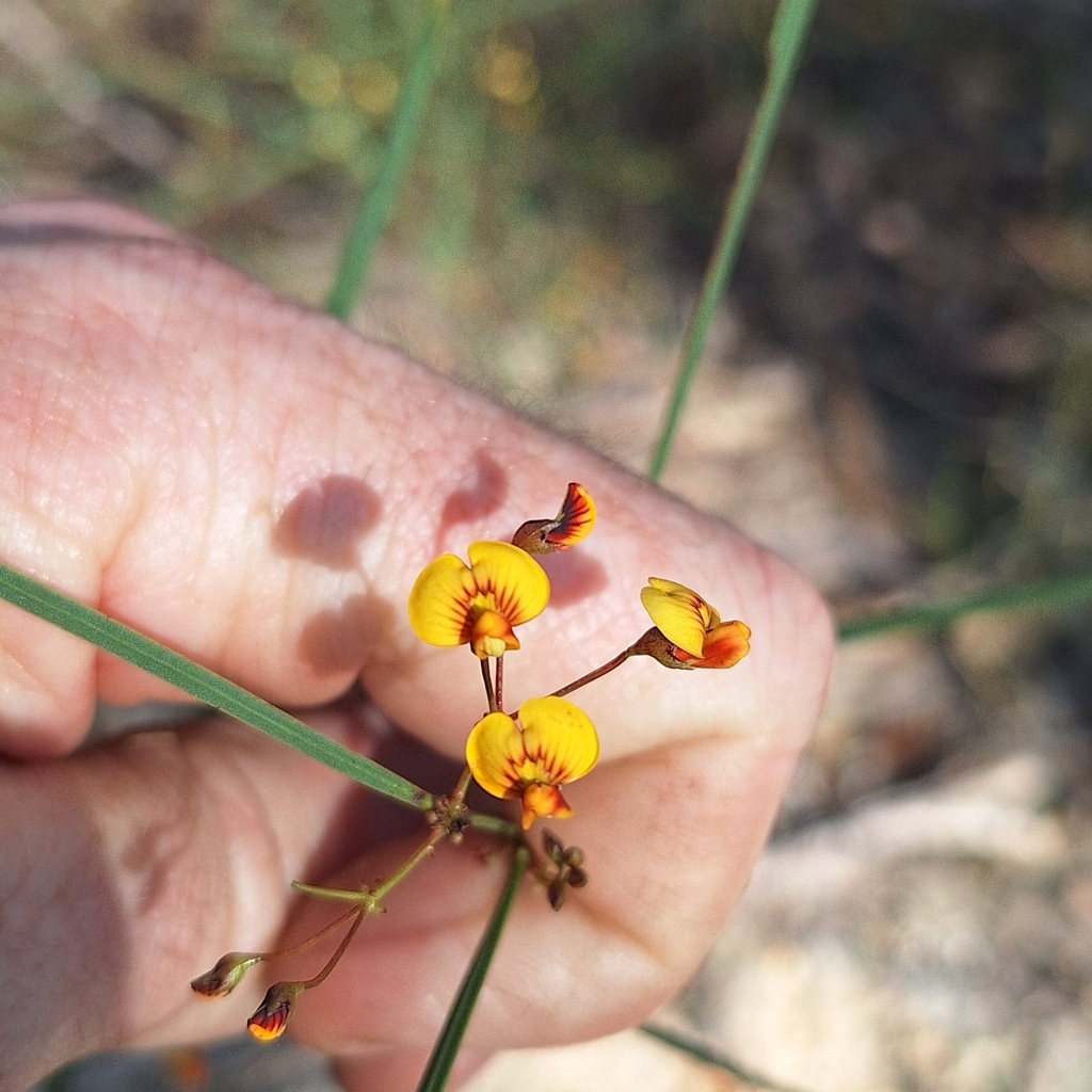 long-leaf bitter-pea from Cedar Creek QLD 4207, Australia on August 22 ...