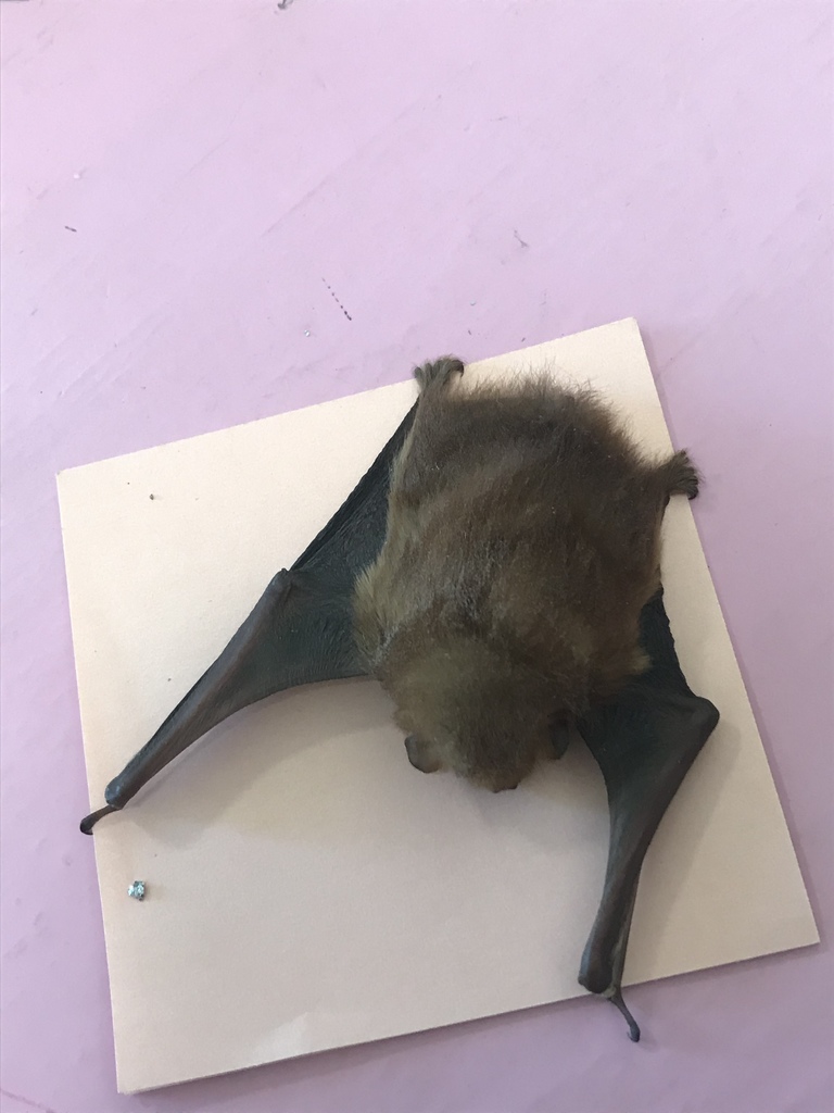 Western red bat from Purísima del Rincón, MX-GJ, MX on June 17, 2019 by ...