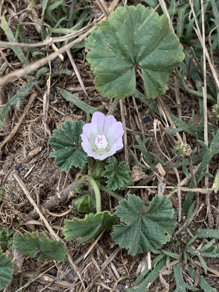 dwarf mallow from River Torridge, Bideford, England, GB on August 15 ...