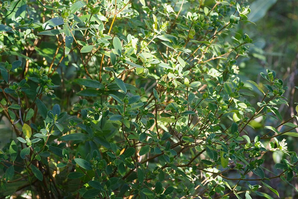 Bootlace Plant from Lamington, Beaudesert - Pt B, Queensland, Australia ...
