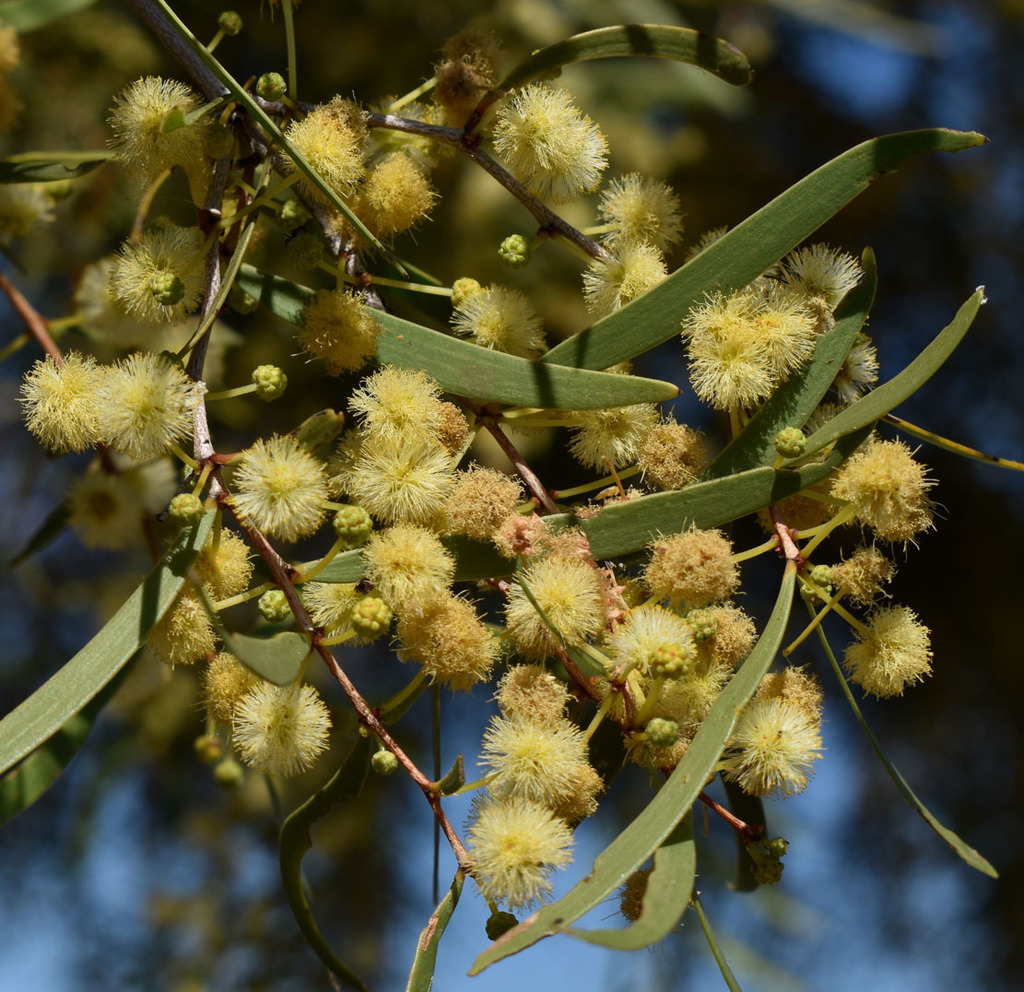 doodlallie (Acacia excelsa) - Botanical Realm