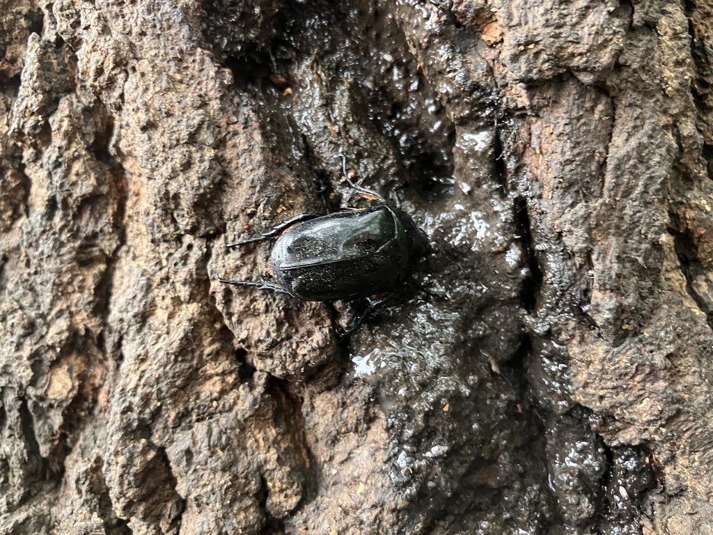 Black Drone Beetle in August 2024 by Banana Namekuji. Observation for ...