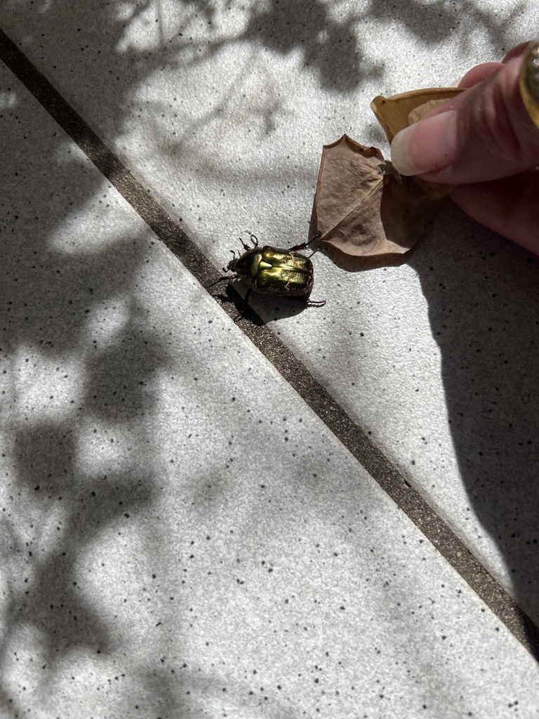 Copper Chafer from Zellerstraße, Konstanz, Baden-Württemberg, DE on ...