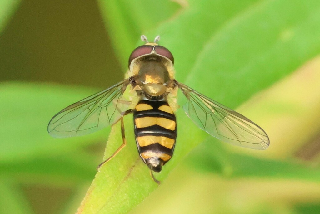 Metasyrphus in August 2024 by mistycal · iNaturalist