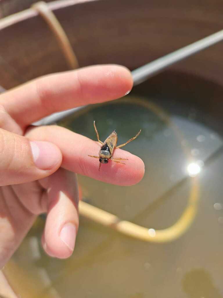 Eurasian Greater Water Boatman from Provincia di Treviso, Italia on ...
