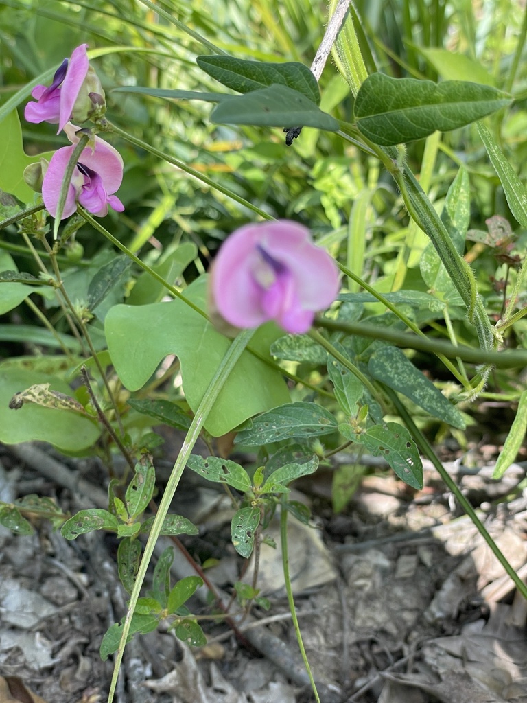 perennial wooly bean from Highway 331, Crane, IN, US on August 21, 2024 ...