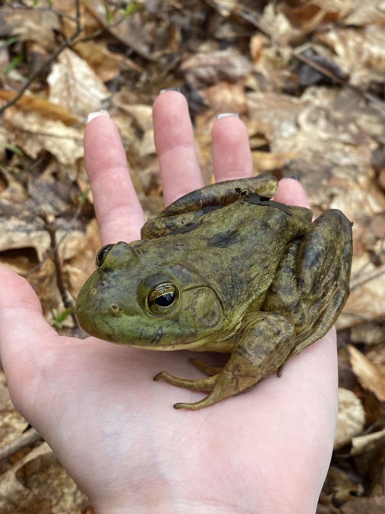 American Bullfrog from Huron-Manistee National Forests, Walkerville, MI ...