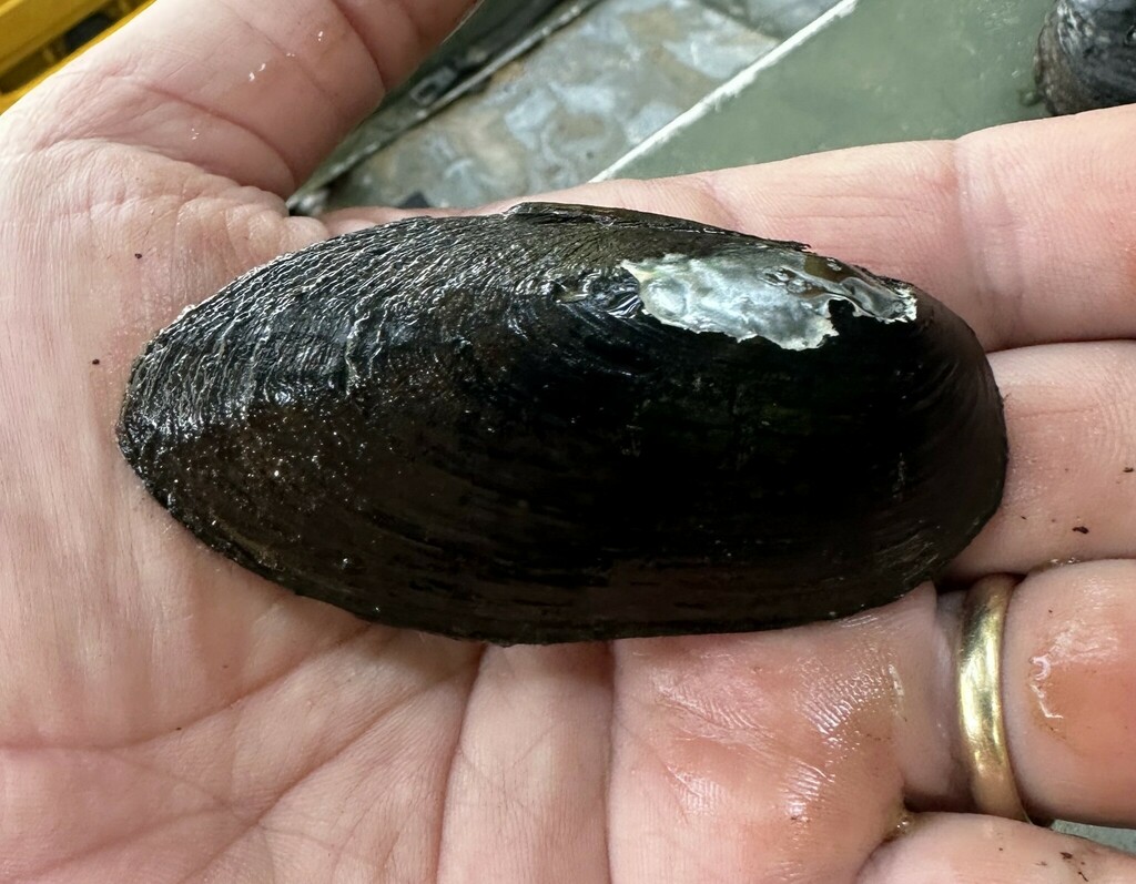 Gulf Spike from Conecuh River, upstream of Bradlley Rd., Escambia ...